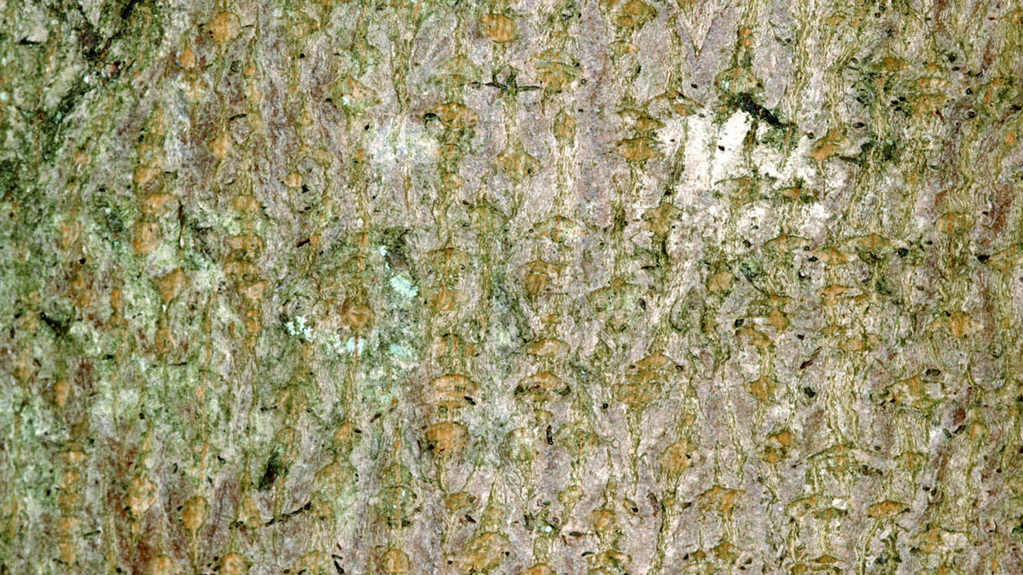 Norway Maple (Acer platanoides) - Woodland Trust