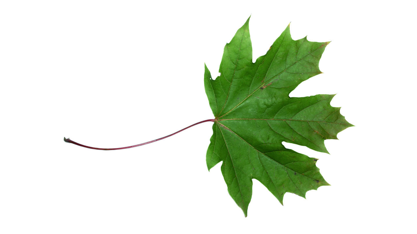 Norway Maple (Acer platanoides) - Woodland Trust