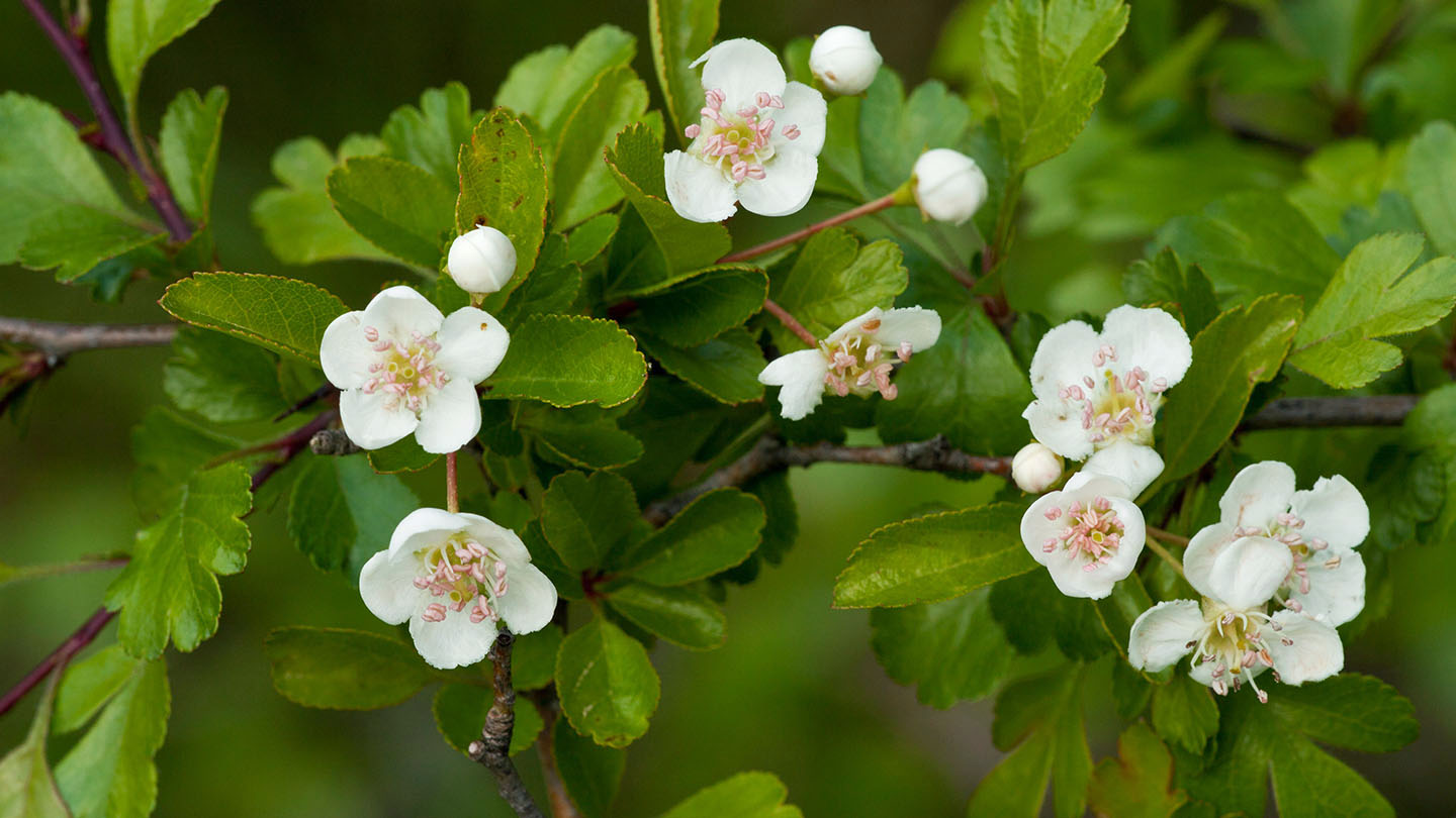Midland Hawthorn (Crataegus laevigata) - Woodland Trust