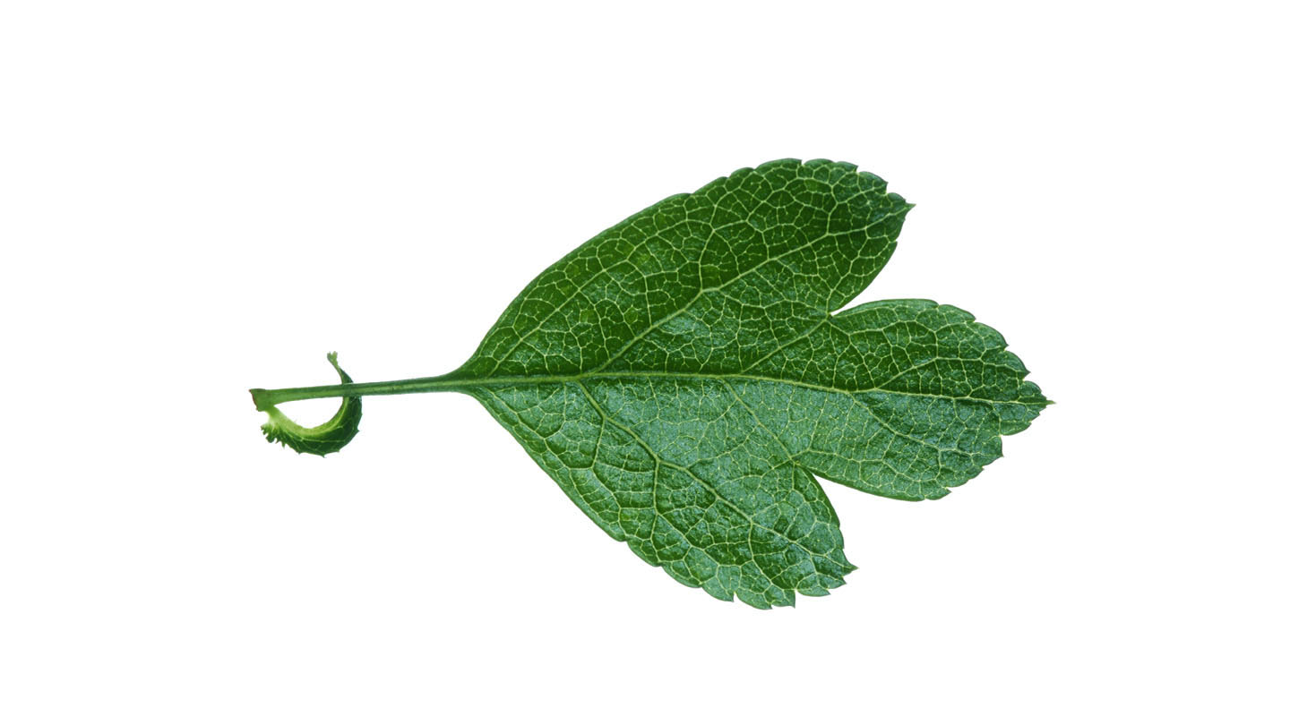 Midland Hawthorn (Crataegus laevigata) - Woodland Trust