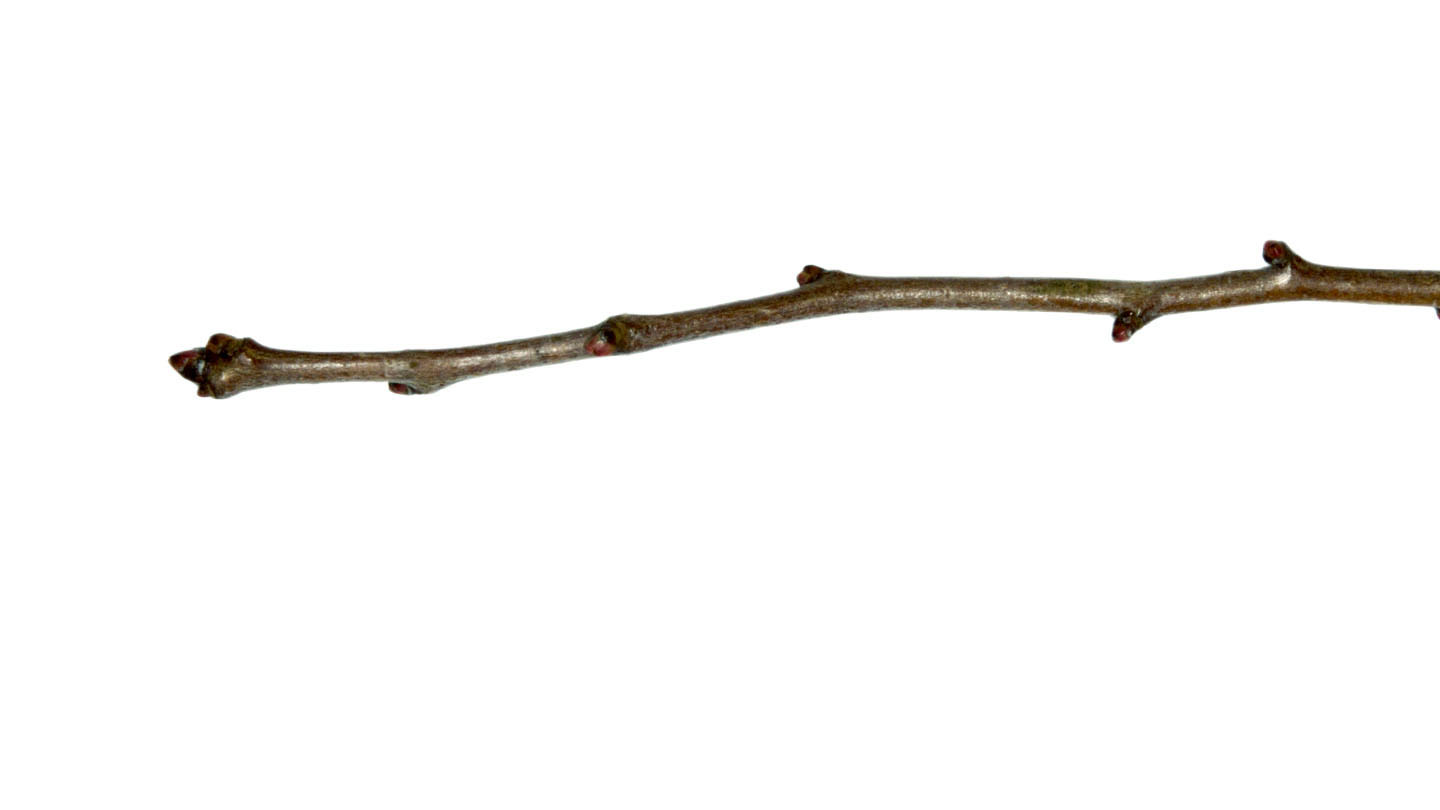 Midland Hawthorn (Crataegus laevigata) - Woodland Trust