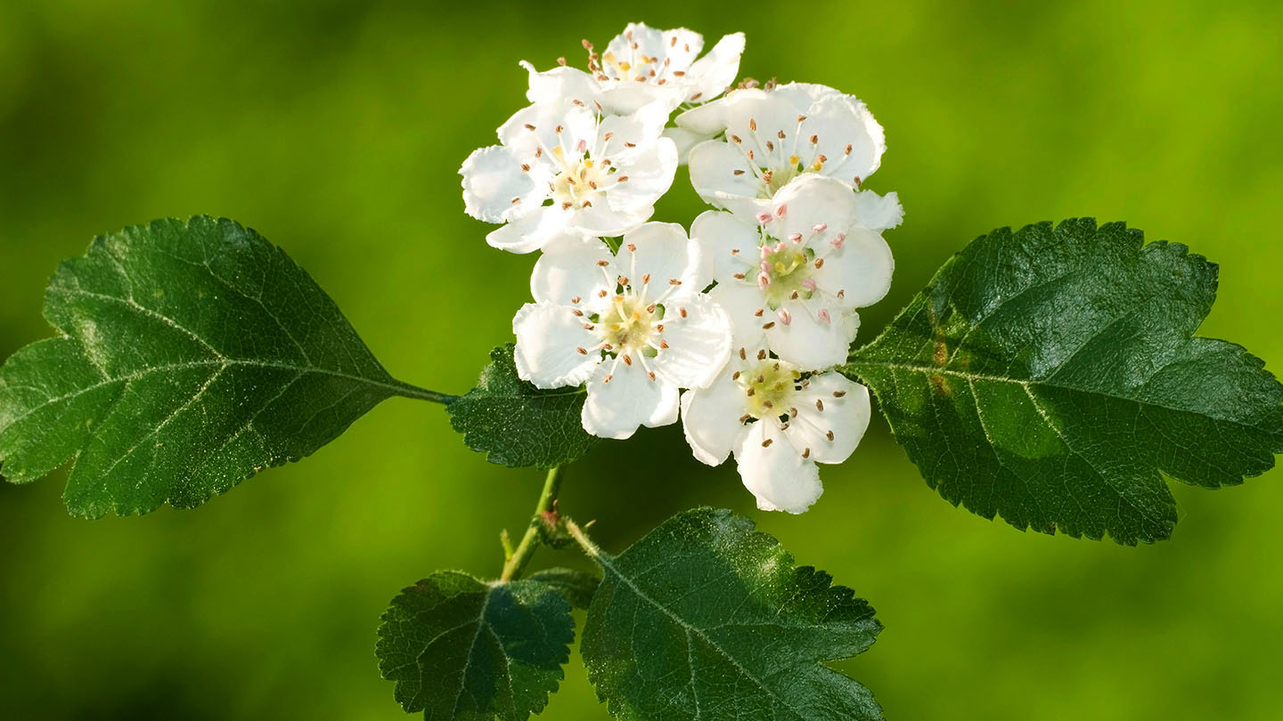 Midland Hawthorn (Crataegus laevigata) - Woodland Trust