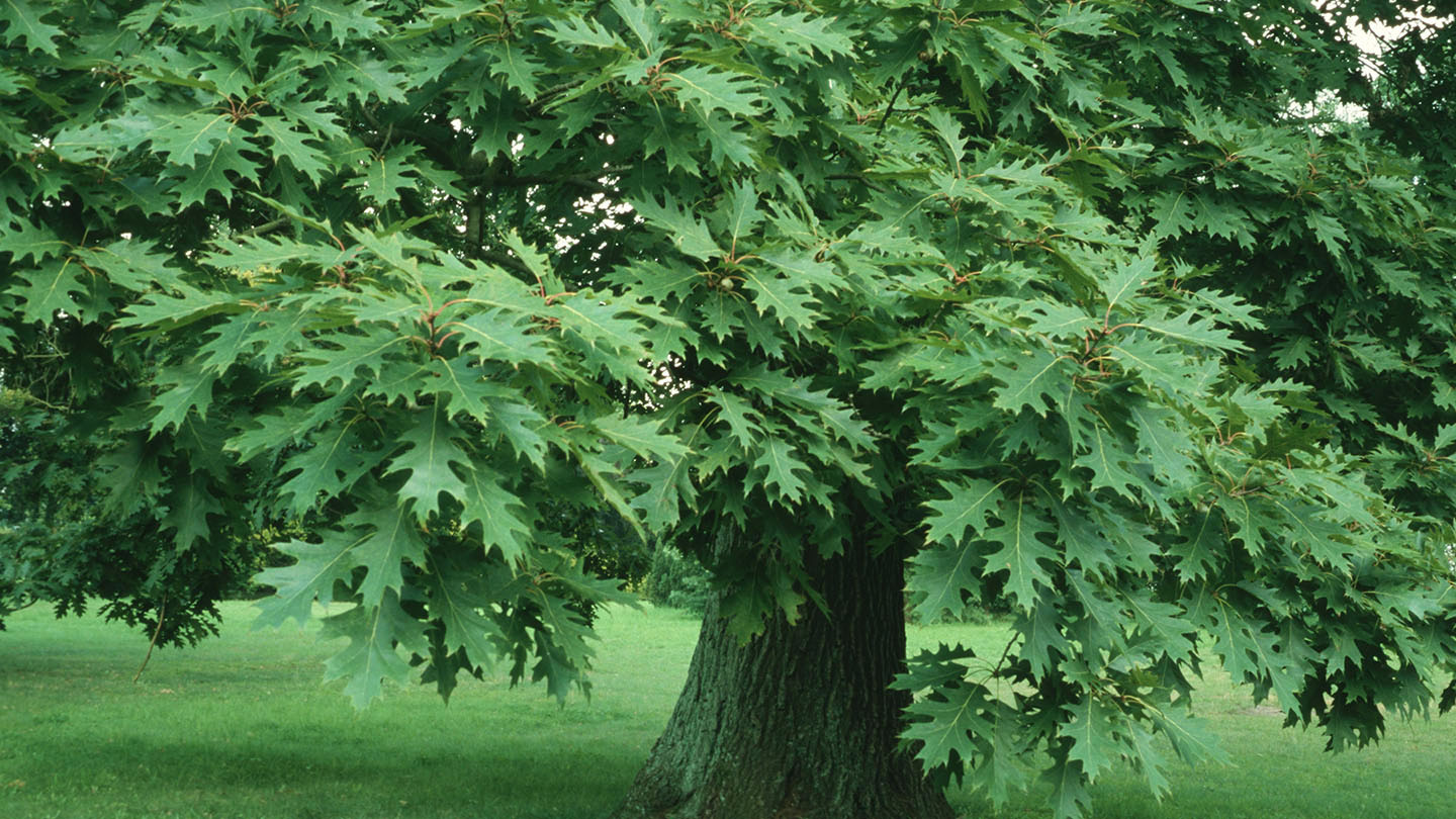Red Oak (Quercus rubra) - British Trees - Woodland Trust