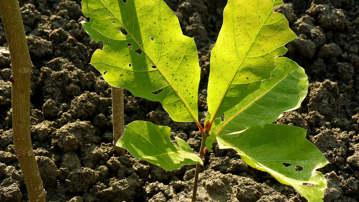 Red Oak (Quercus rubra) - British Trees - Woodland Trust