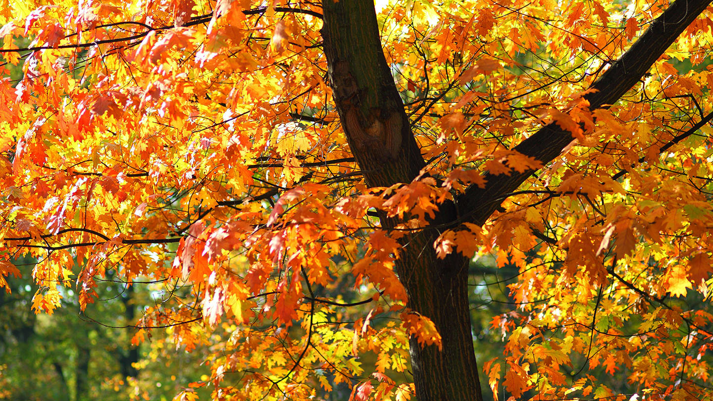 Red Oak (Quercus rubra) - British Trees - Woodland Trust