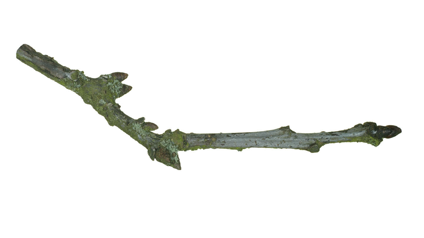 Red Oak (Quercus rubra) - British Trees - Woodland Trust