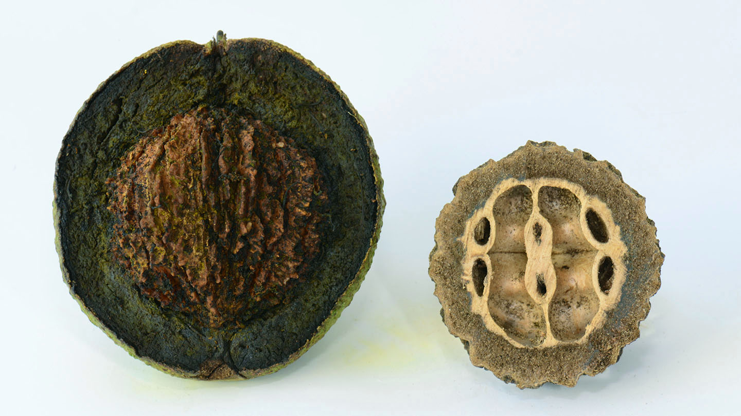 Black Walnut (Juglans nigra) - British Trees - Woodland Trust