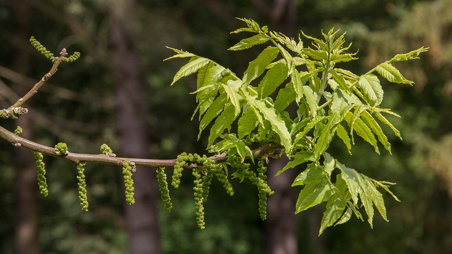 Black Walnut (Juglans nigra) - British Trees - Woodland Trust