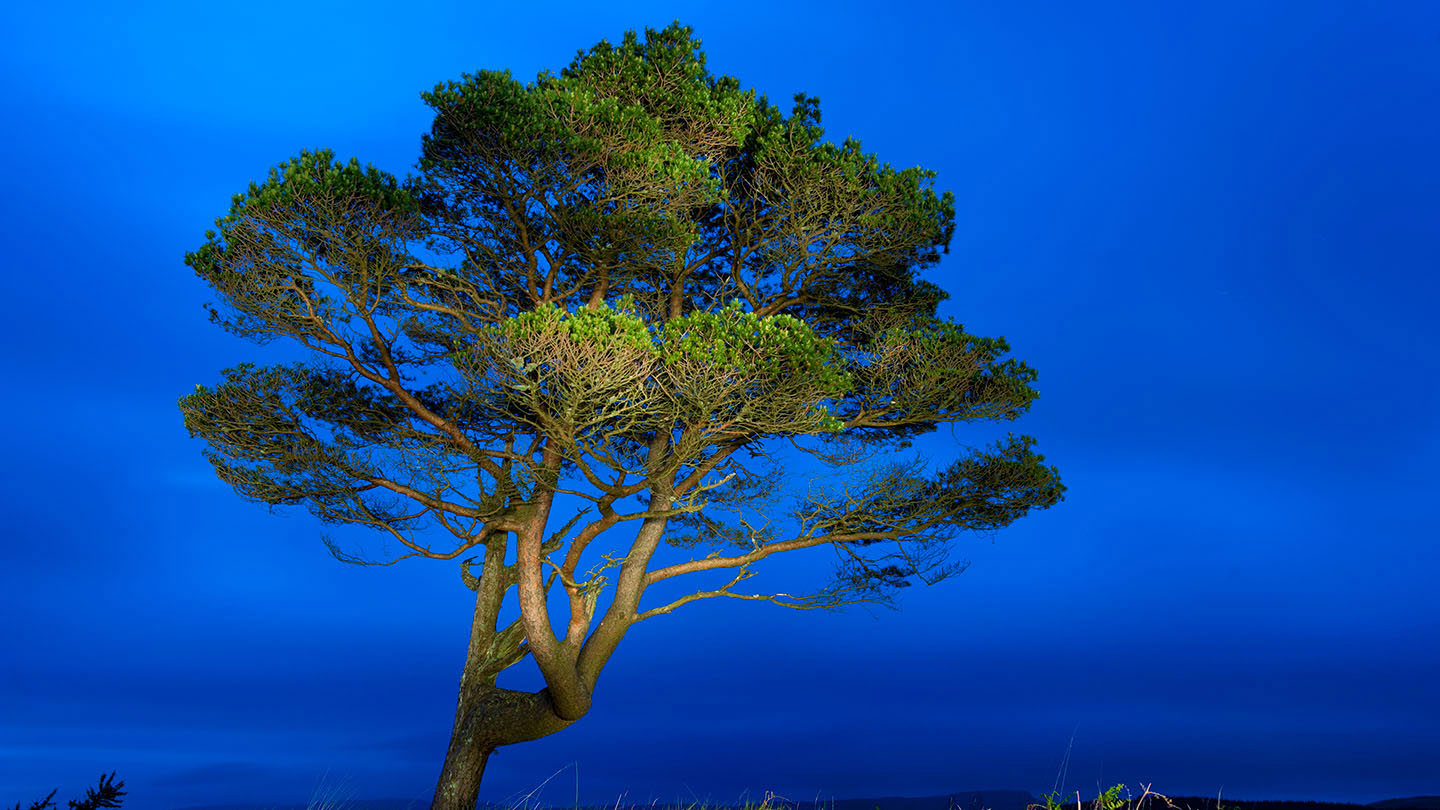 Scots Pine (Pinus sylvestris) - British Trees - Woodland Trust