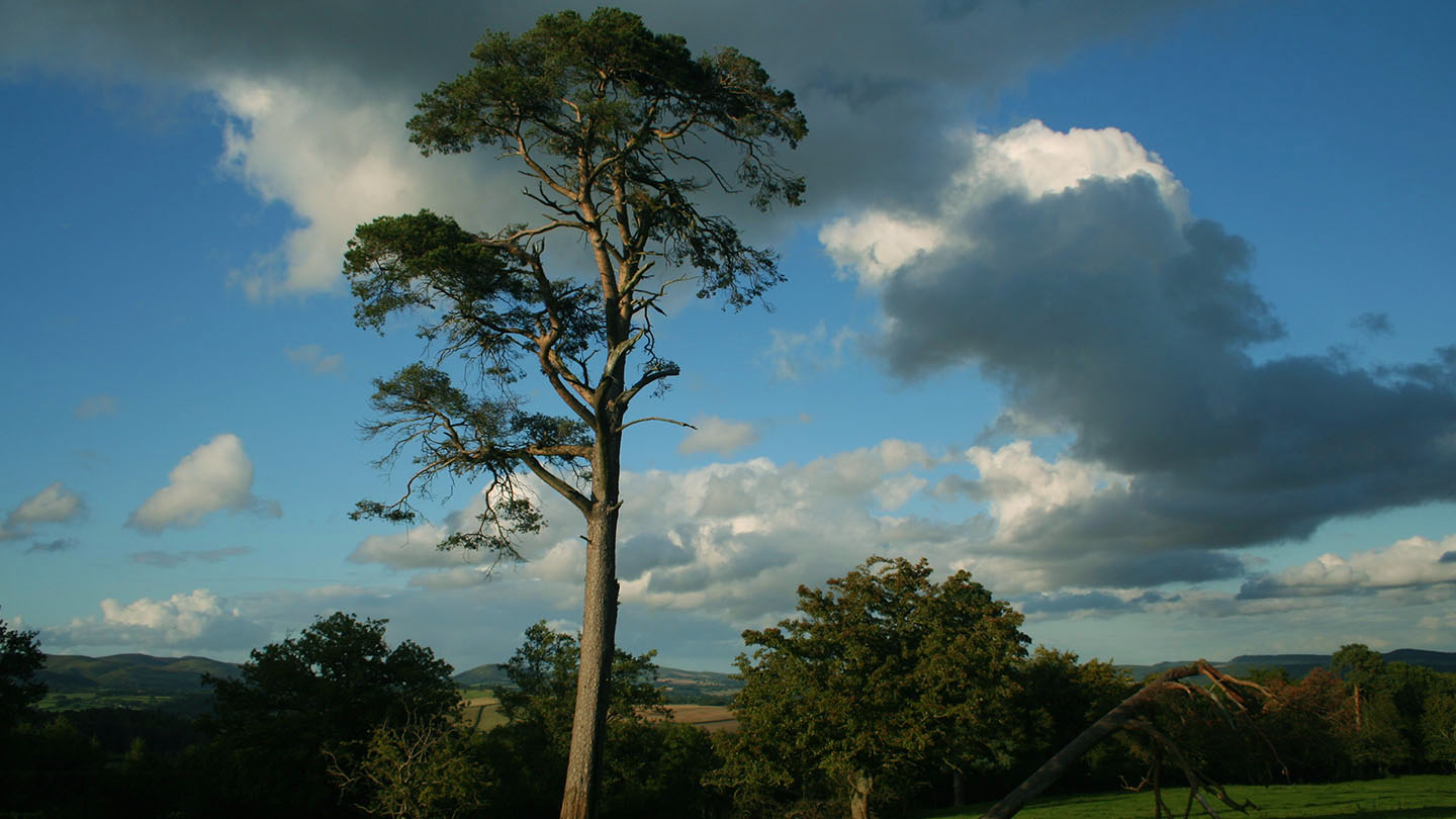 Scots Pine (Pinus sylvestris) - British Trees - Woodland Trust