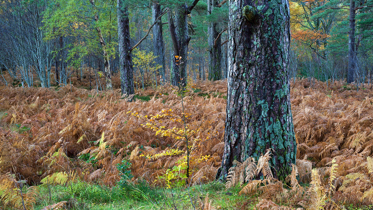 Scots Pine (Pinus sylvestris) - British Trees - Woodland Trust
