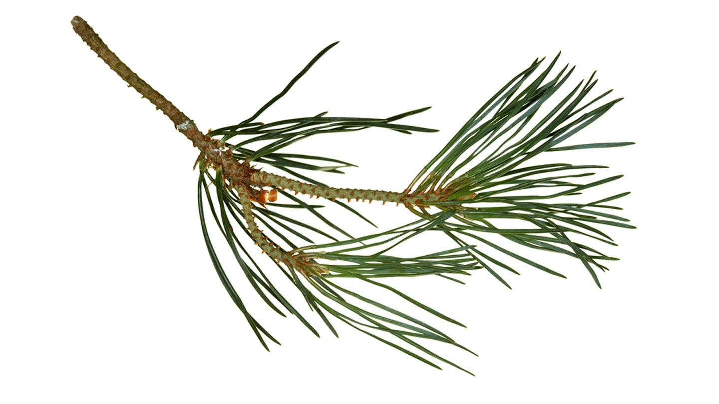Scots Pine (Pinus sylvestris) - British Trees - Woodland Trust