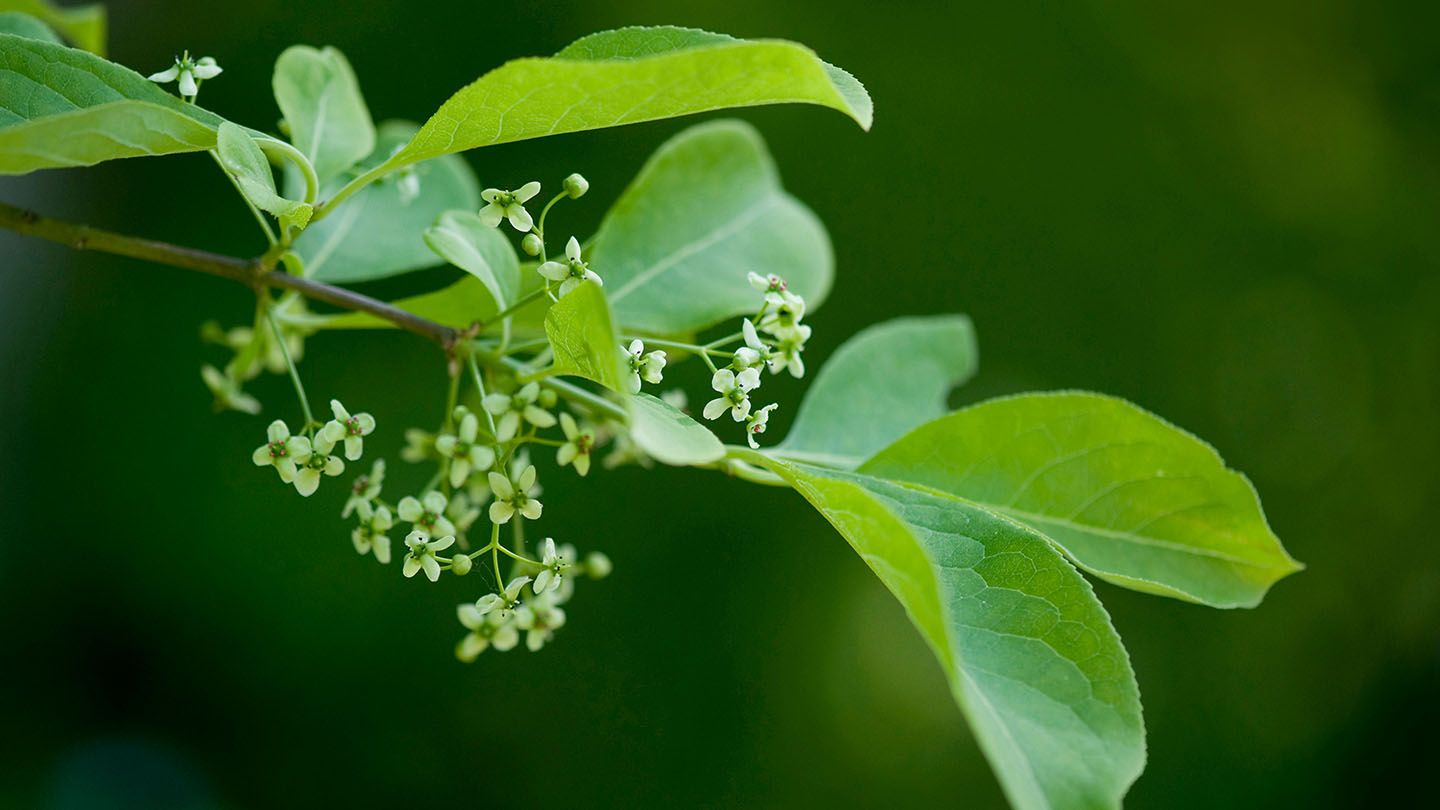 Spindle (Euonymus europaeus) - British Trees - Woodland Trust