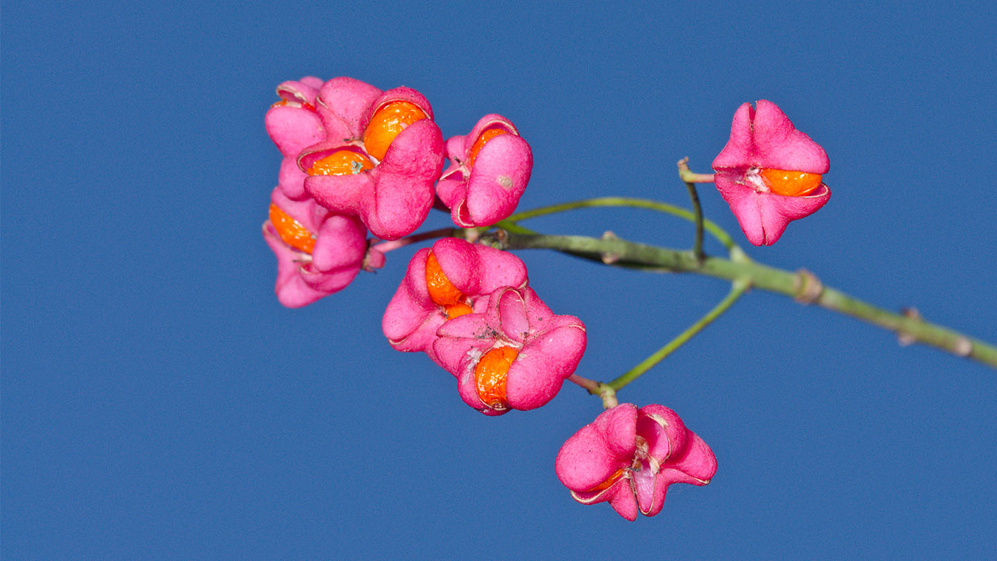 Spindle (Euonymus europaeus) - British Trees - Woodland Trust