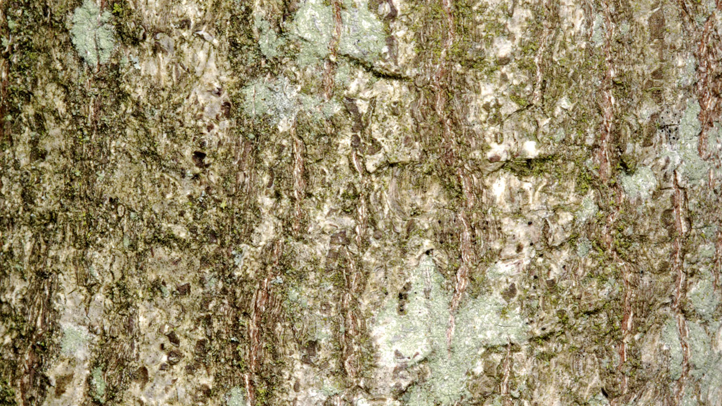 Spindle (Euonymus europaeus) - British Trees - Woodland Trust