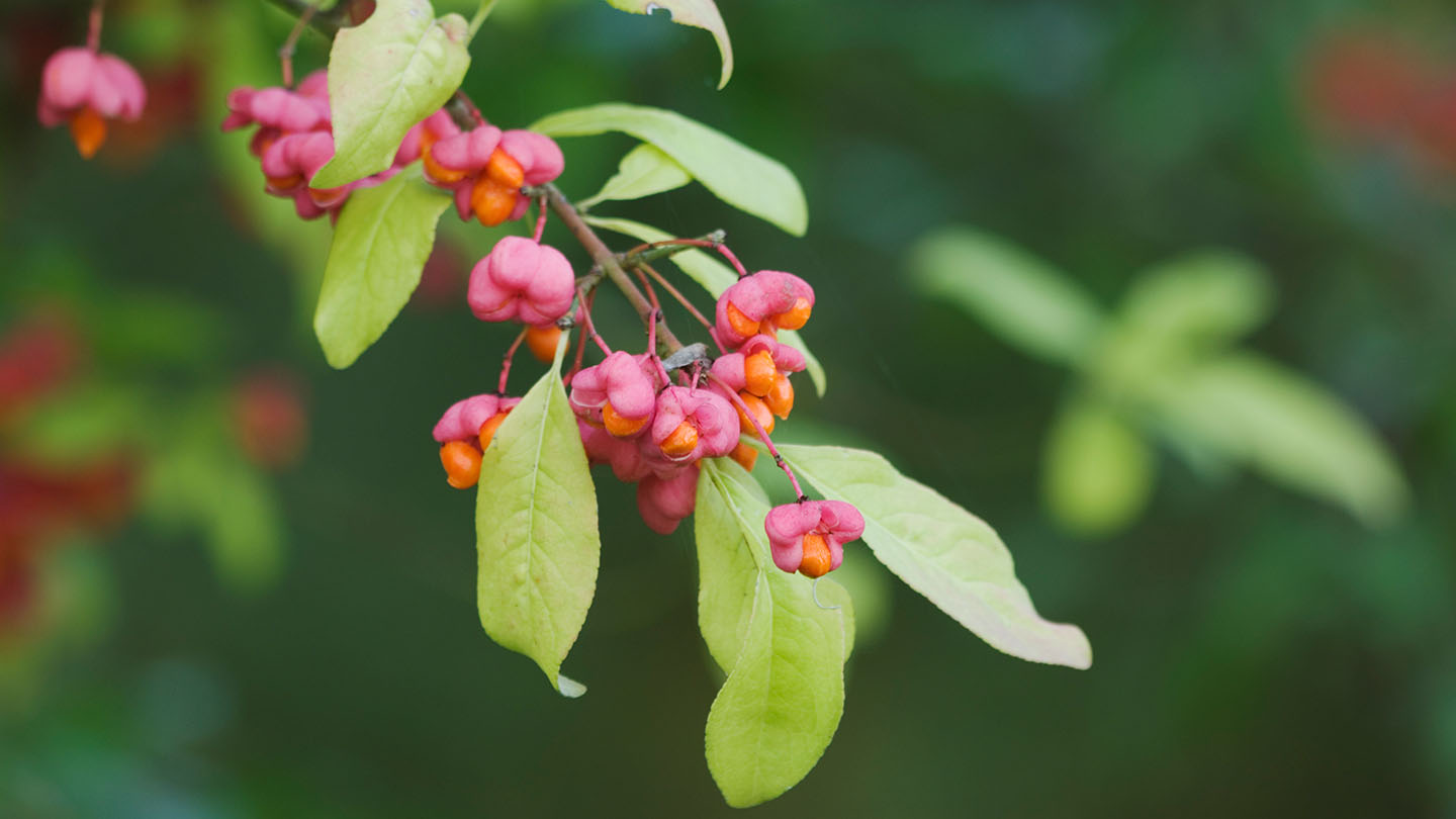 Spindle (Euonymus europaeus) - British Trees - Woodland Trust