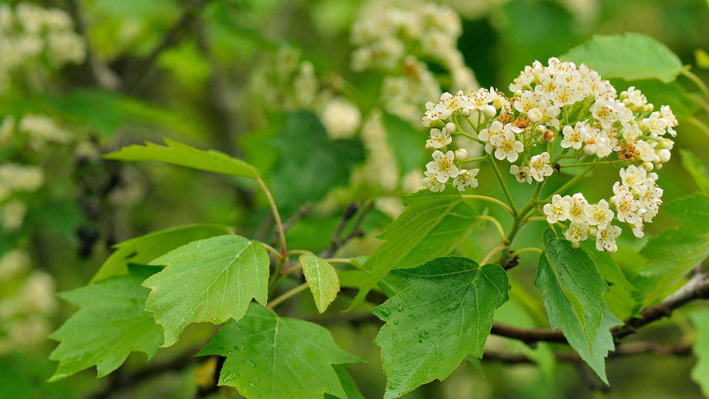 7 Rare and Endangered Trees In The UK - Woodland Trust