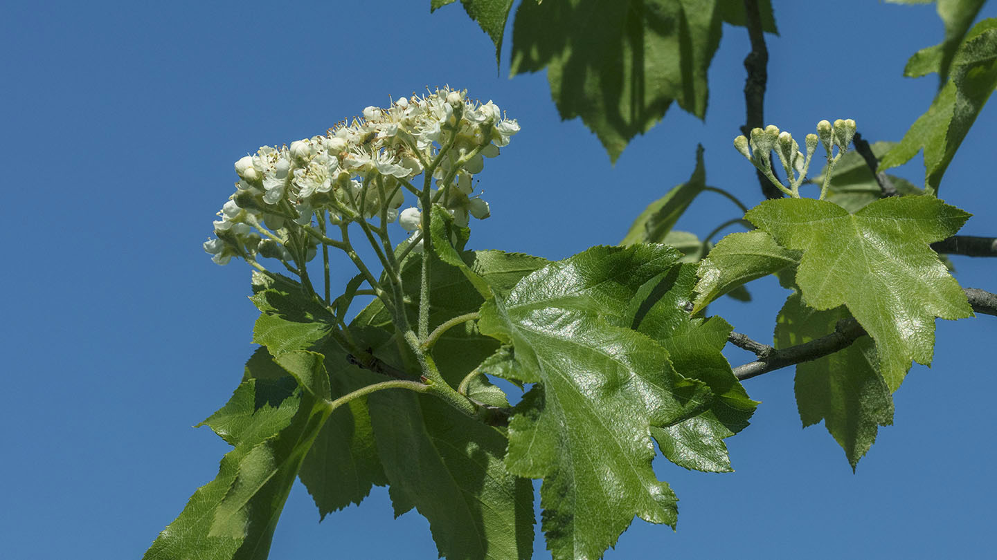 Wild Service Tree (Sorbus torminalis) - Woodland Trust