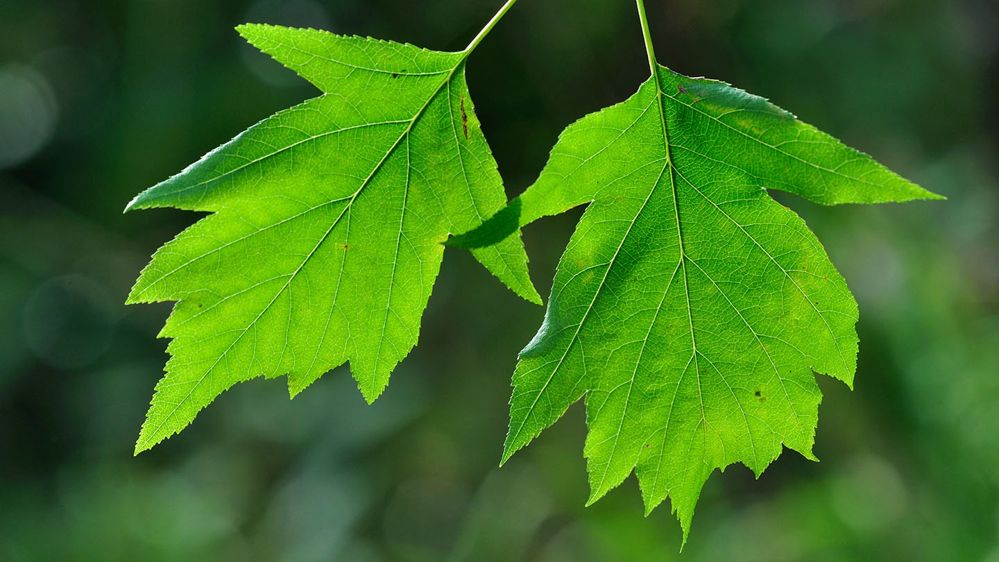 Wild Service Tree (Sorbus torminalis) - Woodland Trust