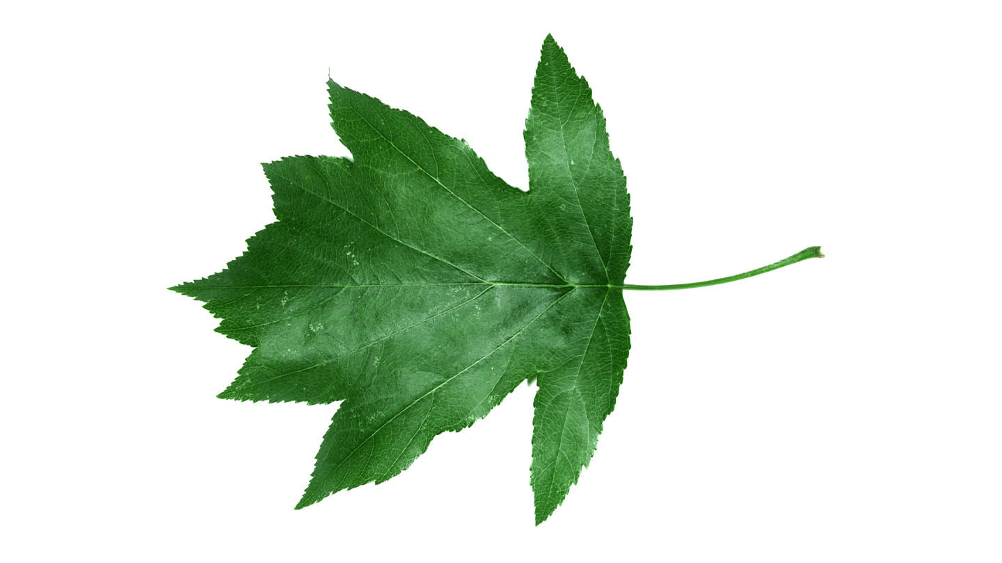 Wild Service Tree (Sorbus torminalis) - Woodland Trust