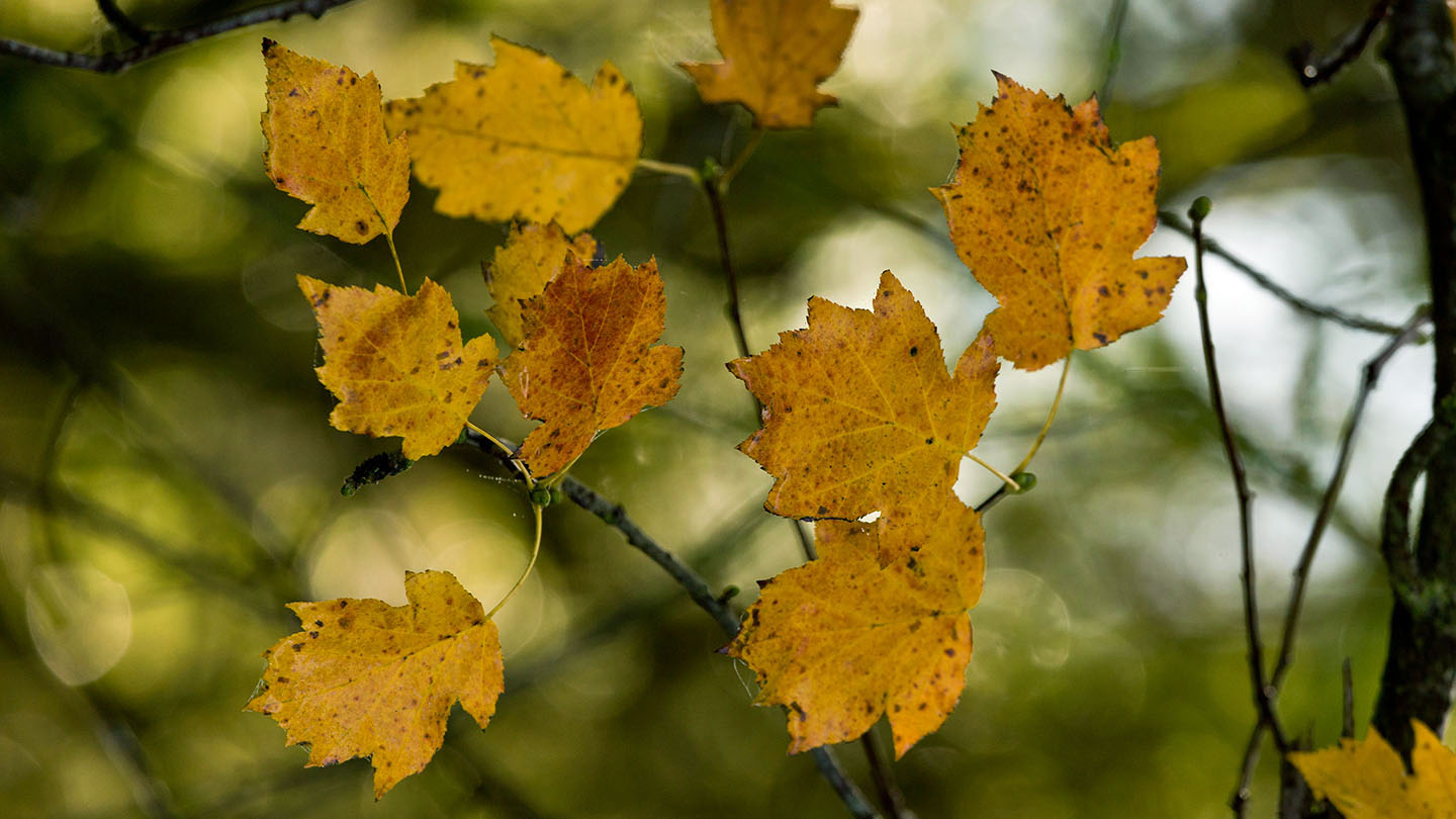Wild Service Tree (Sorbus torminalis) - Woodland Trust