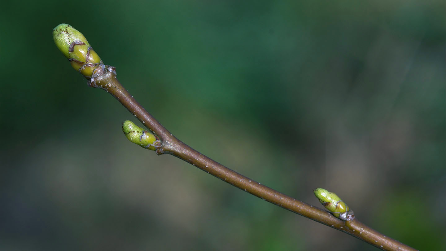 Wild Service Tree (Sorbus torminalis) - Woodland Trust