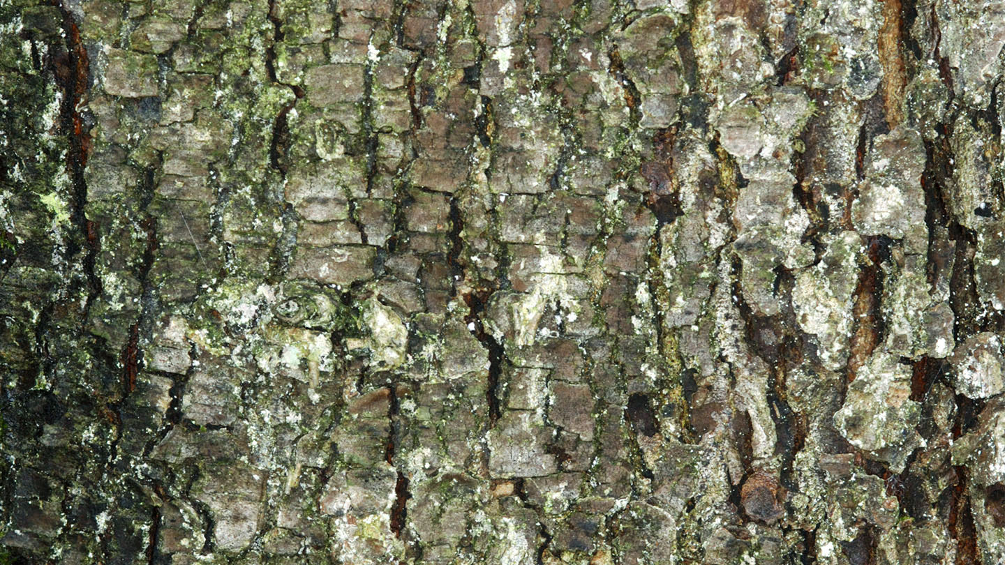 Wild Service Tree (Sorbus torminalis) - Woodland Trust