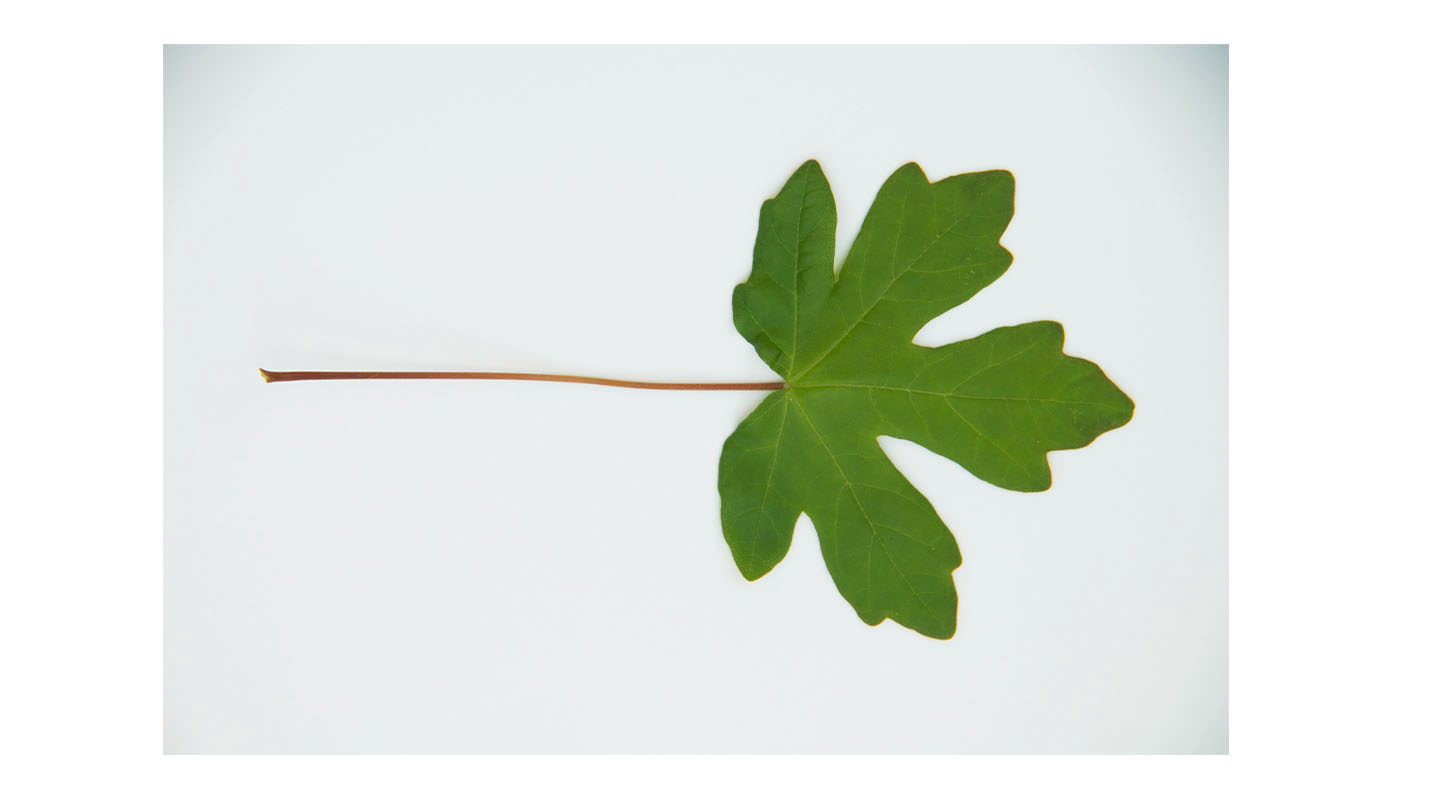 Field Maple (Acer campestre) - British Trees - Woodland Trust