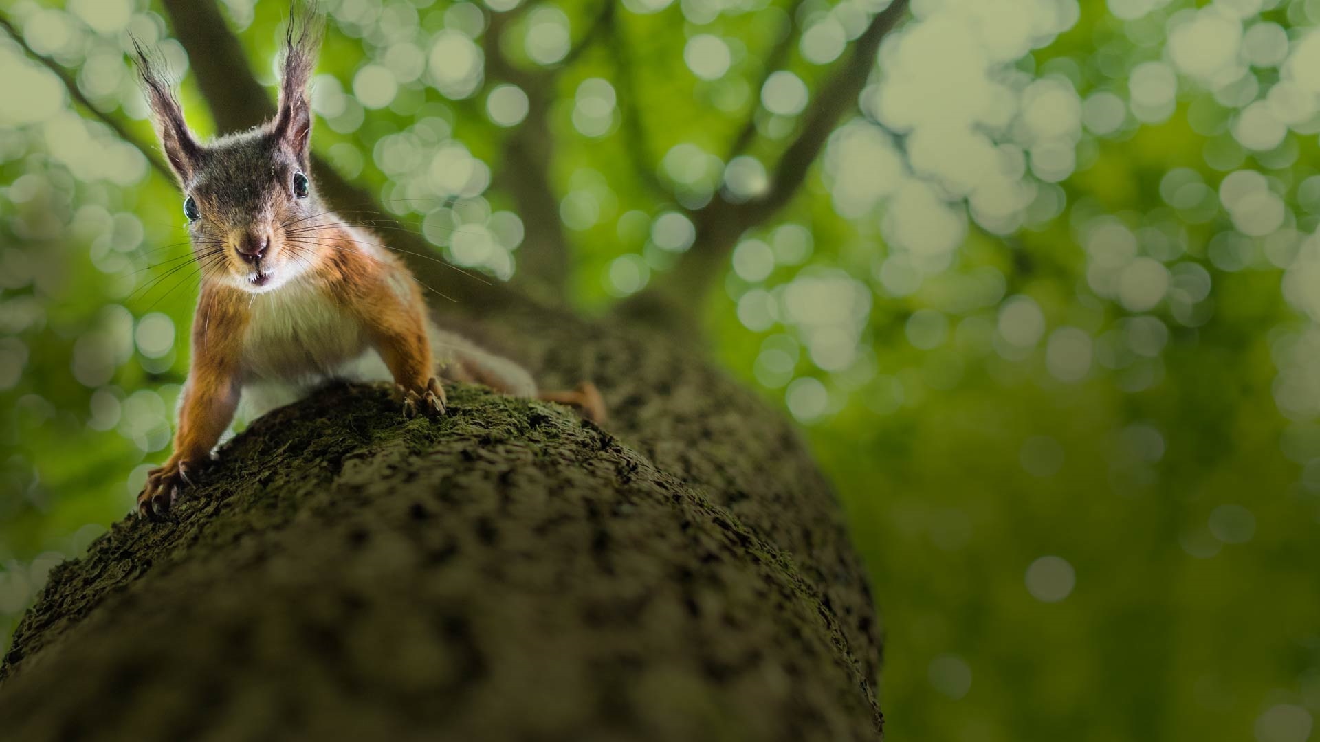 Red Squirrel (Sciurus vulgaris) - Woodland Trust