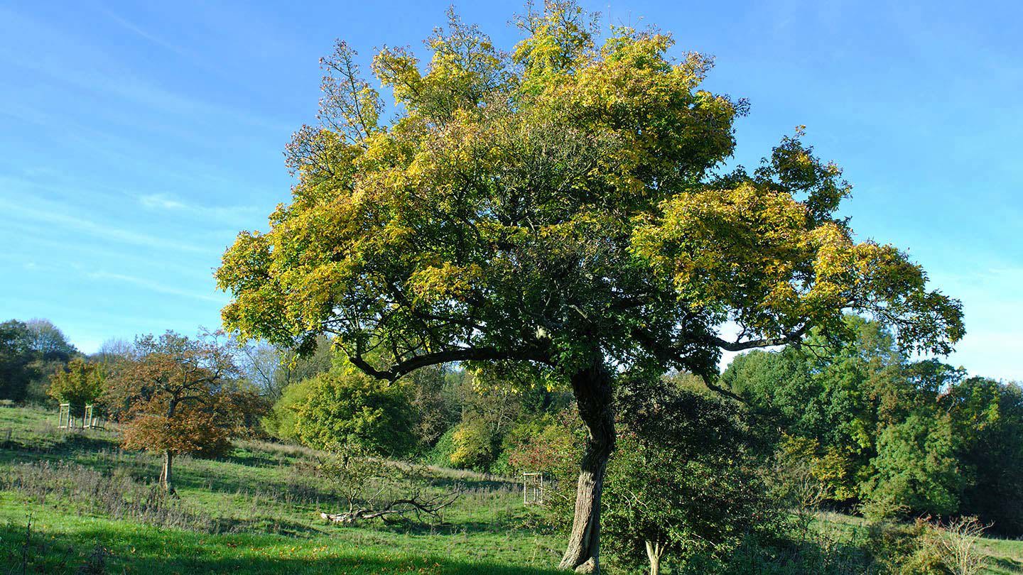 Field Maple (Acer campestre) - British Trees - Woodland Trust