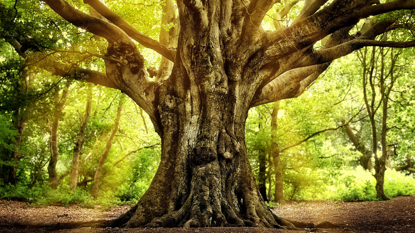 The UK's Oldest Tree: How Long Trees Live - Woodland Trust