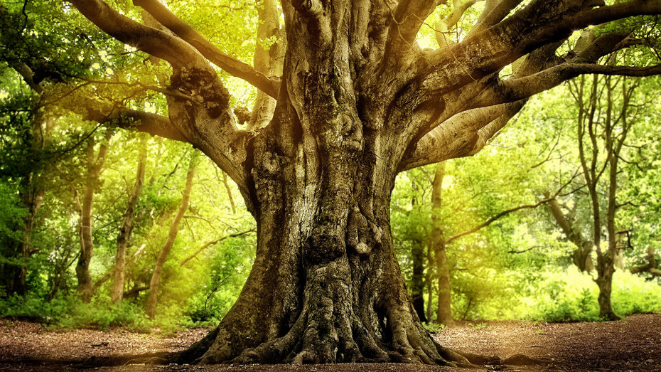 Sycamore (Acer pseudoplatanus) - Woodland Trust