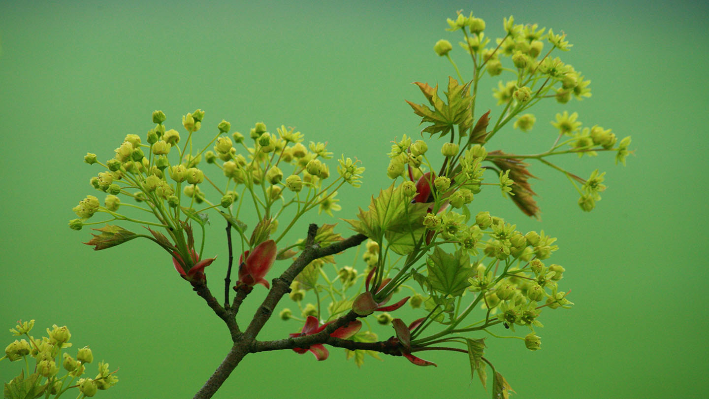 Field Maple (Acer campestre) - British Trees - Woodland Trust