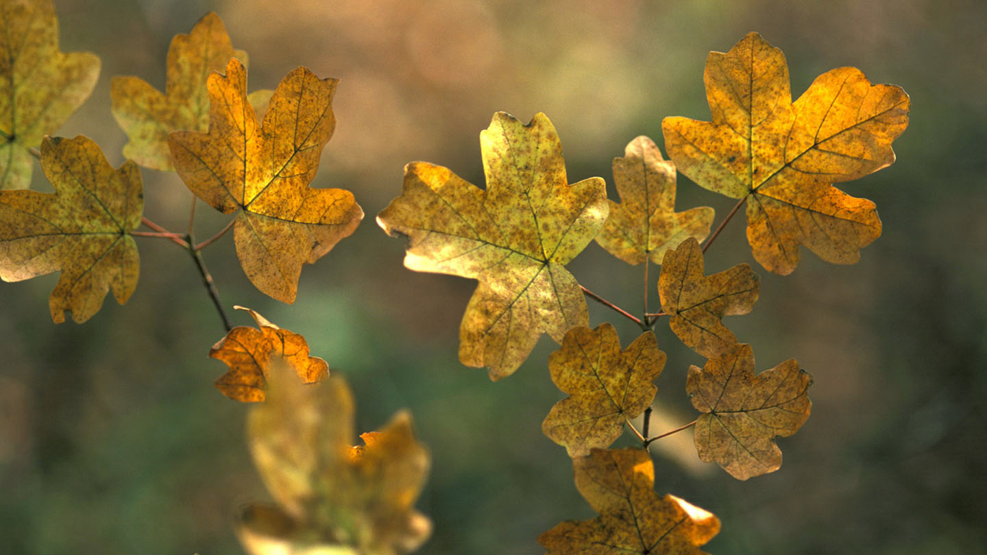 Field Maple (Acer campestre) - British Trees - Woodland Trust