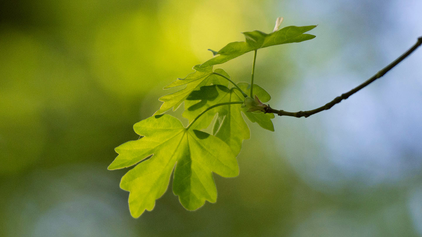 Field Maple (Acer campestre) - British Trees - Woodland Trust