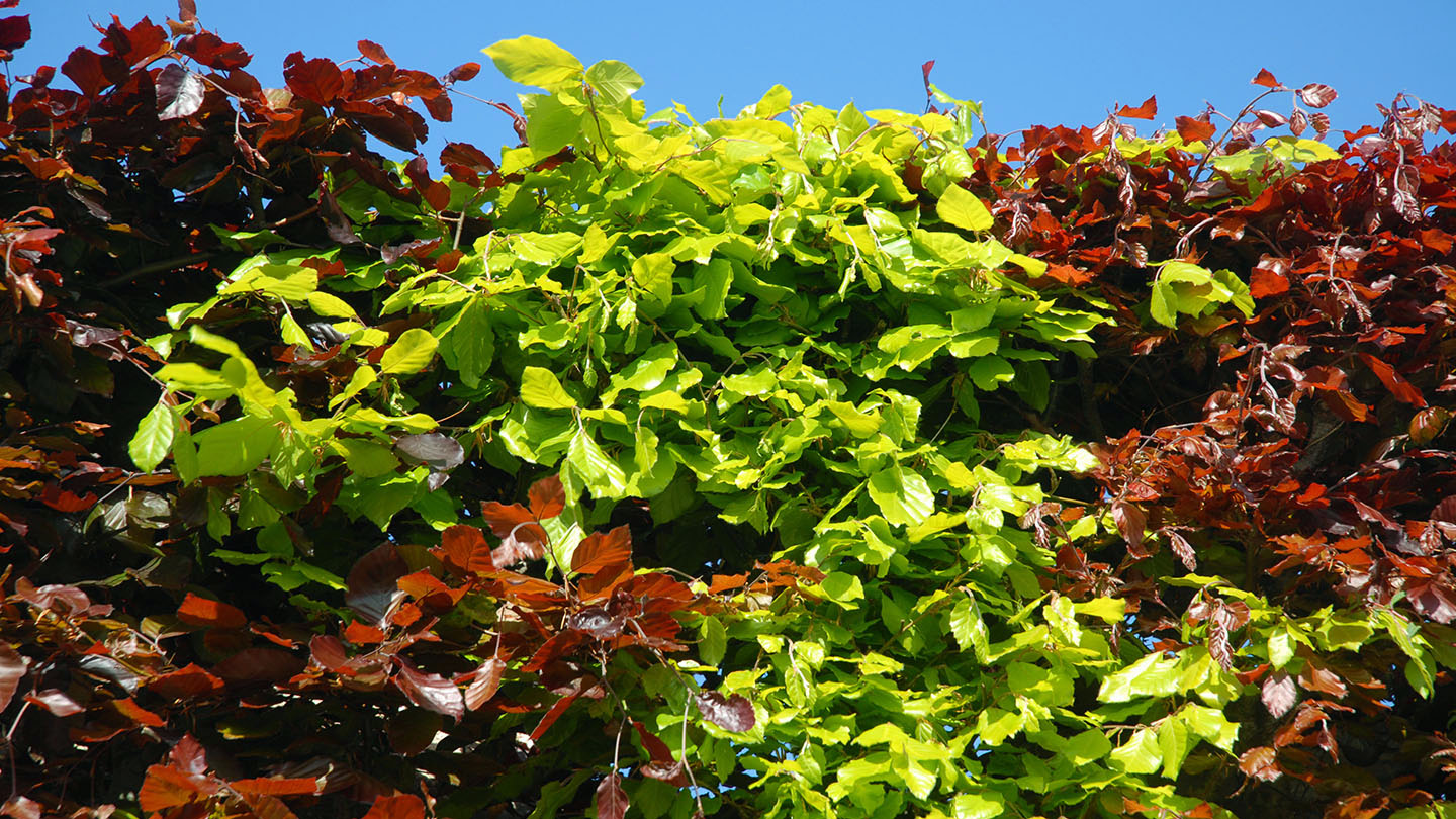 Copper Beech (Fagus sylvatica f. purpurea) - Woodland Trust