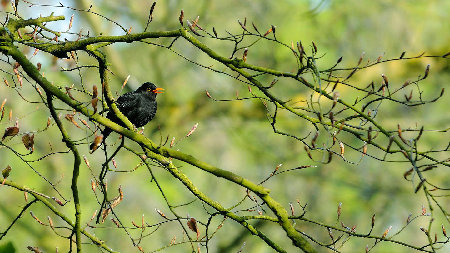 Nightingale (Luscinia megarhynchos) - Woodland Trust