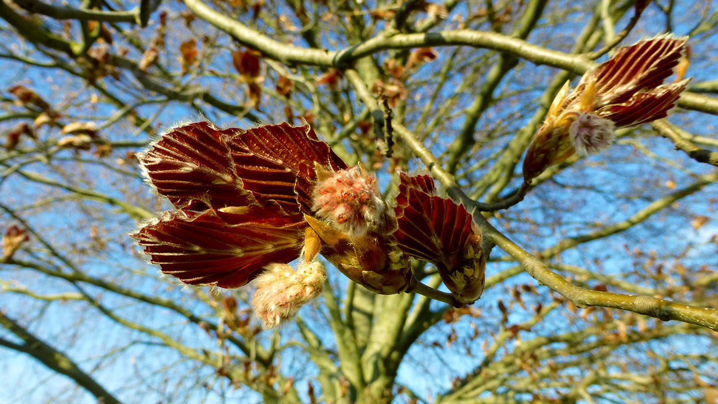 Copper Beech (Fagus sylvatica f. purpurea) - Woodland Trust