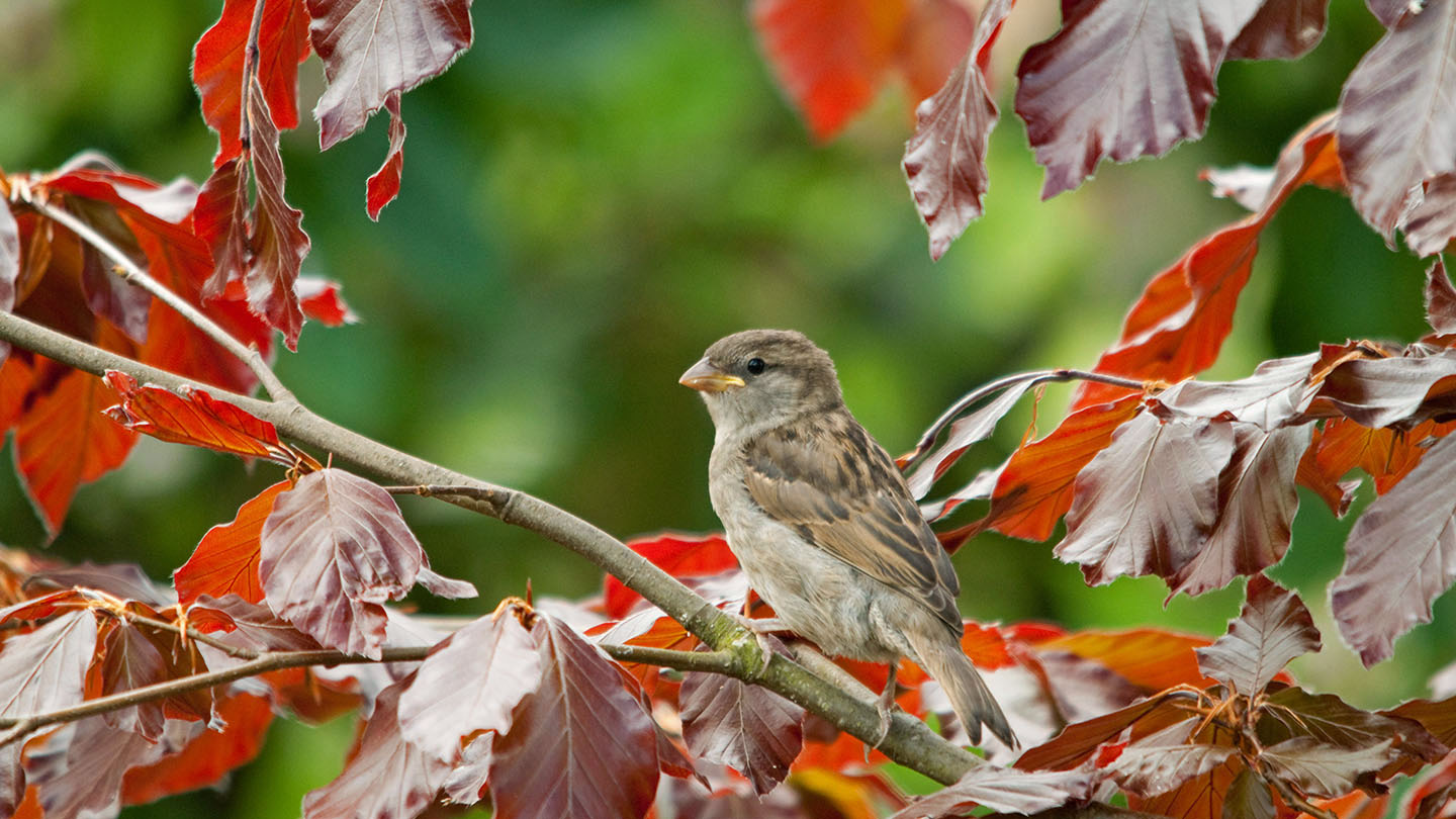 Copper Beech (Fagus sylvatica f. purpurea) - Woodland Trust