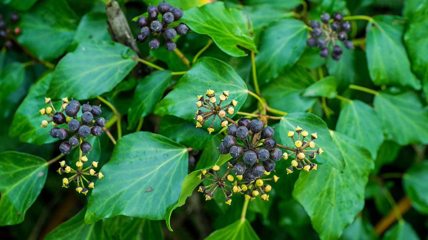 Ivy (Hedera helix) - British Wildflowers - Woodland Trust