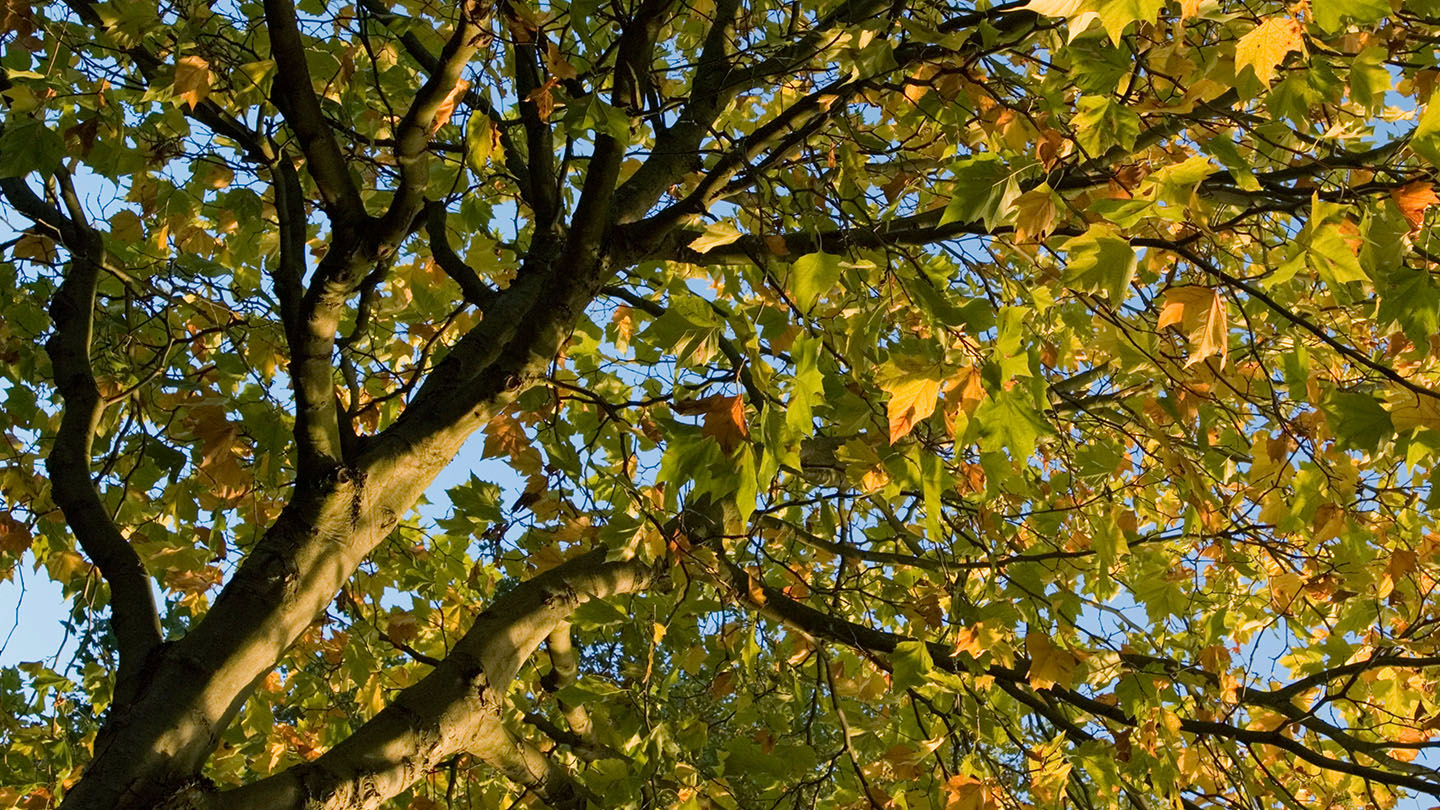 London Plane (Platanus x hispanica) - British Trees - Woodland Trust