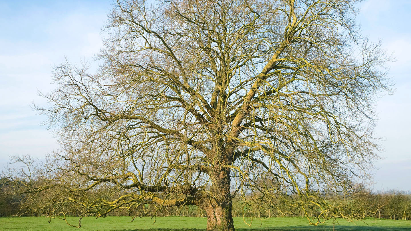 London Plane (Platanus x hispanica) - British Trees - Woodland Trust