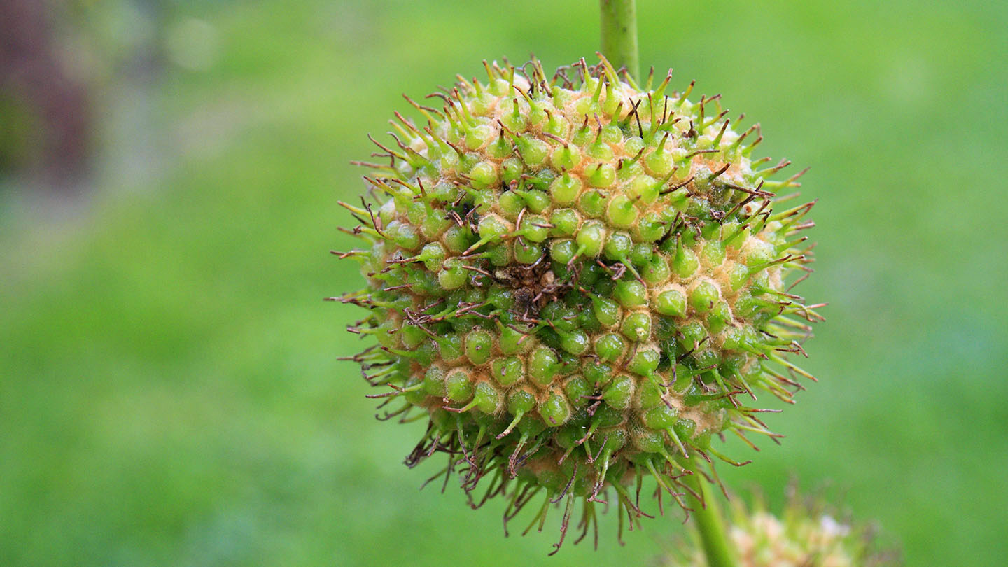 London Plane (Platanus x hispanica) - British Trees - Woodland Trust