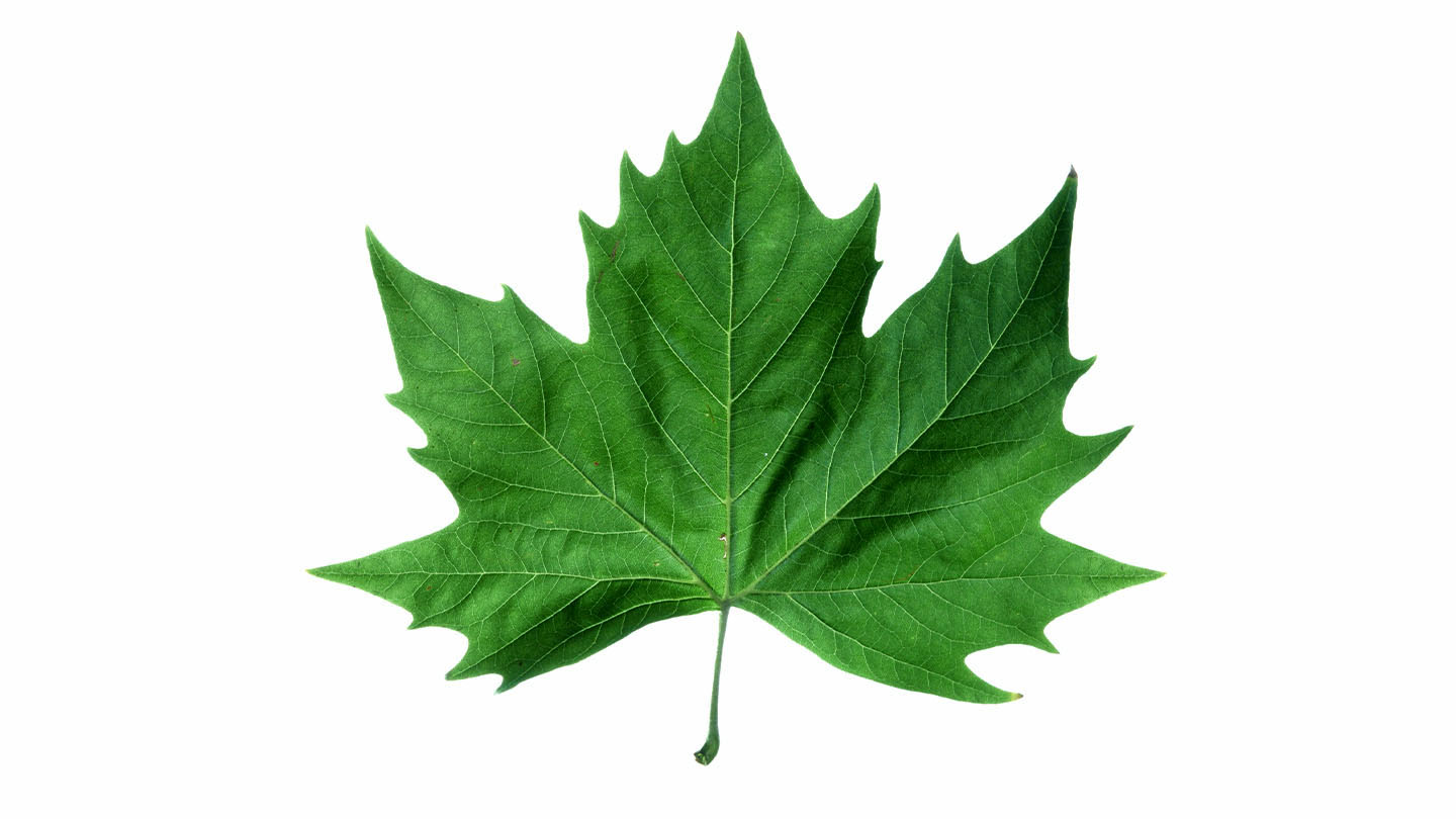 London Plane (Platanus x hispanica) - British Trees - Woodland Trust