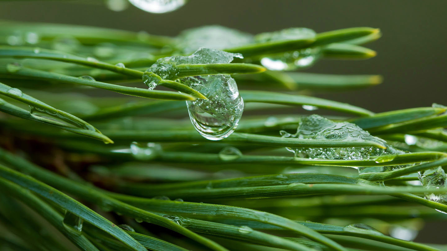 Black Pine (Pinus nigra) - British Trees - Woodland Trust