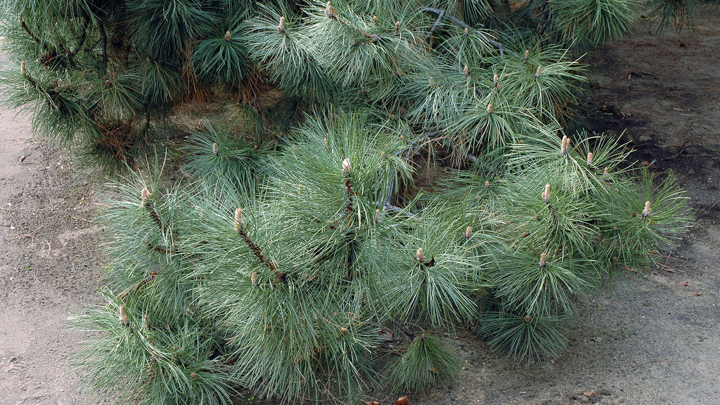 Black Pine (Pinus nigra) - British Trees - Woodland Trust