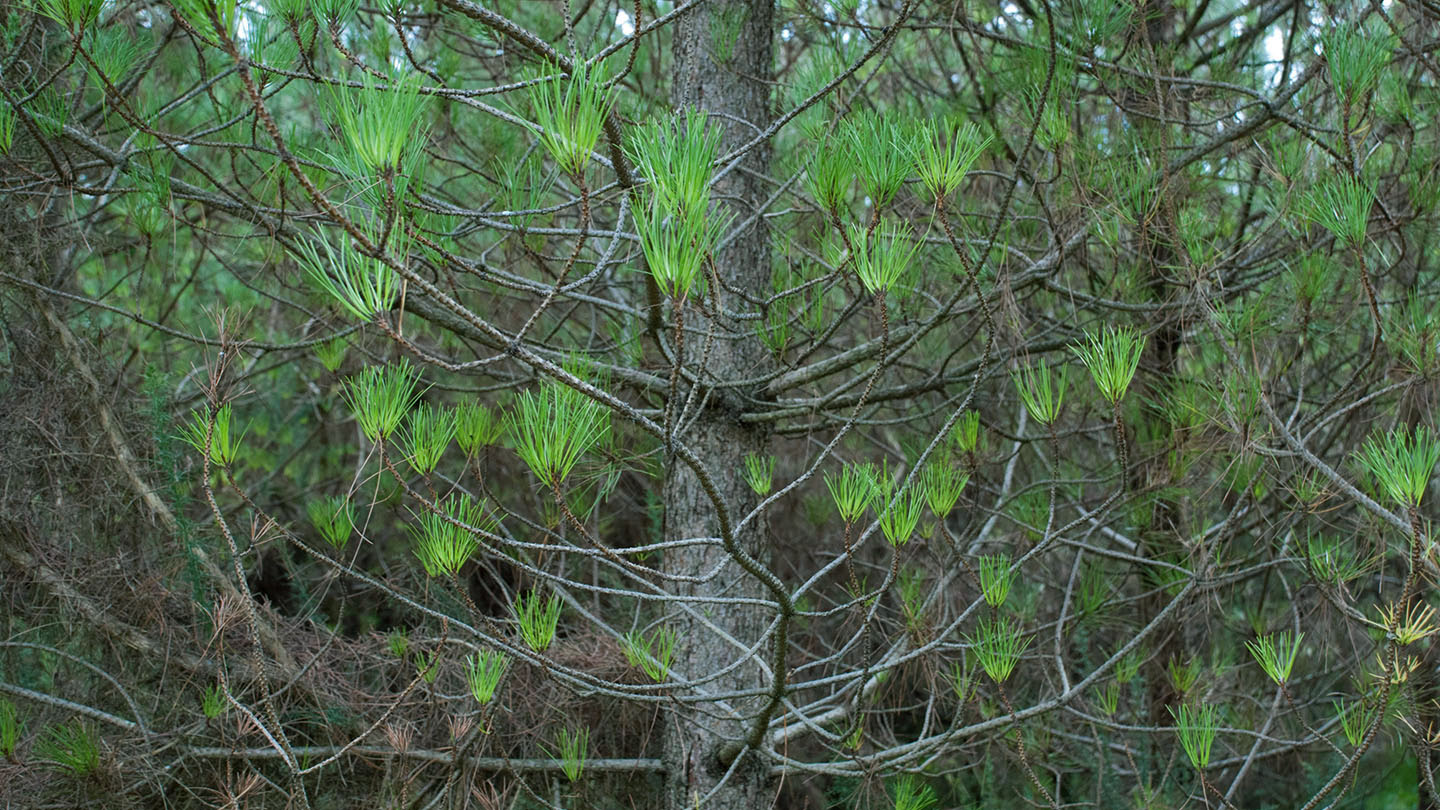 Black Pine (Pinus nigra) - British Trees - Woodland Trust