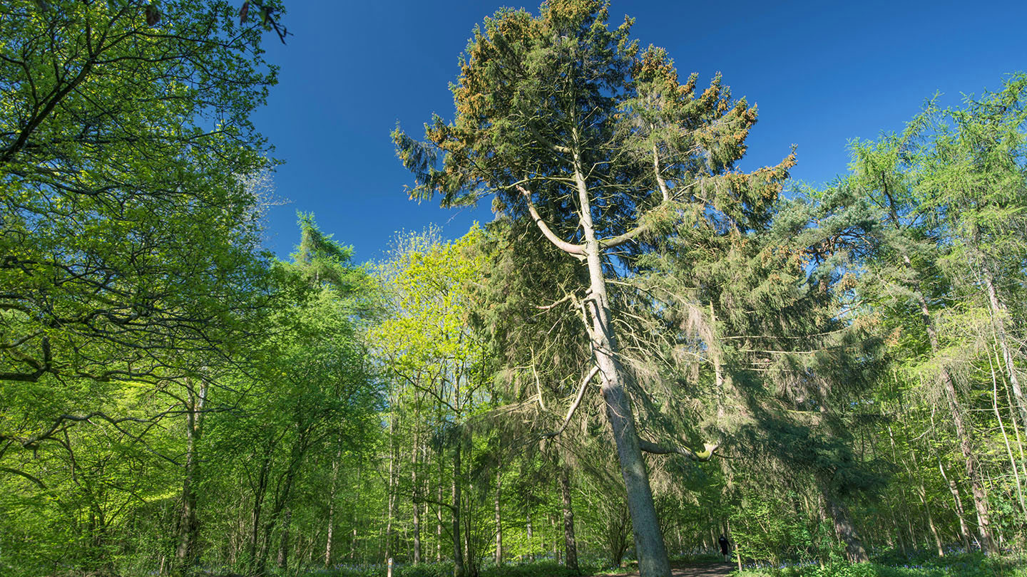 Black Pine (Pinus nigra) - British Trees - Woodland Trust