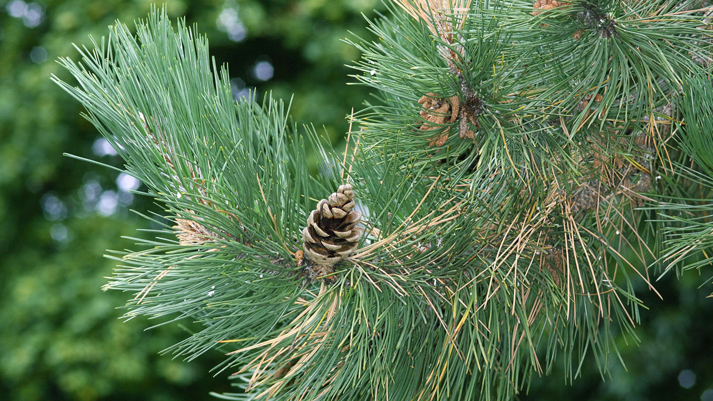 Black Pine (Pinus nigra) - British Trees - Woodland Trust