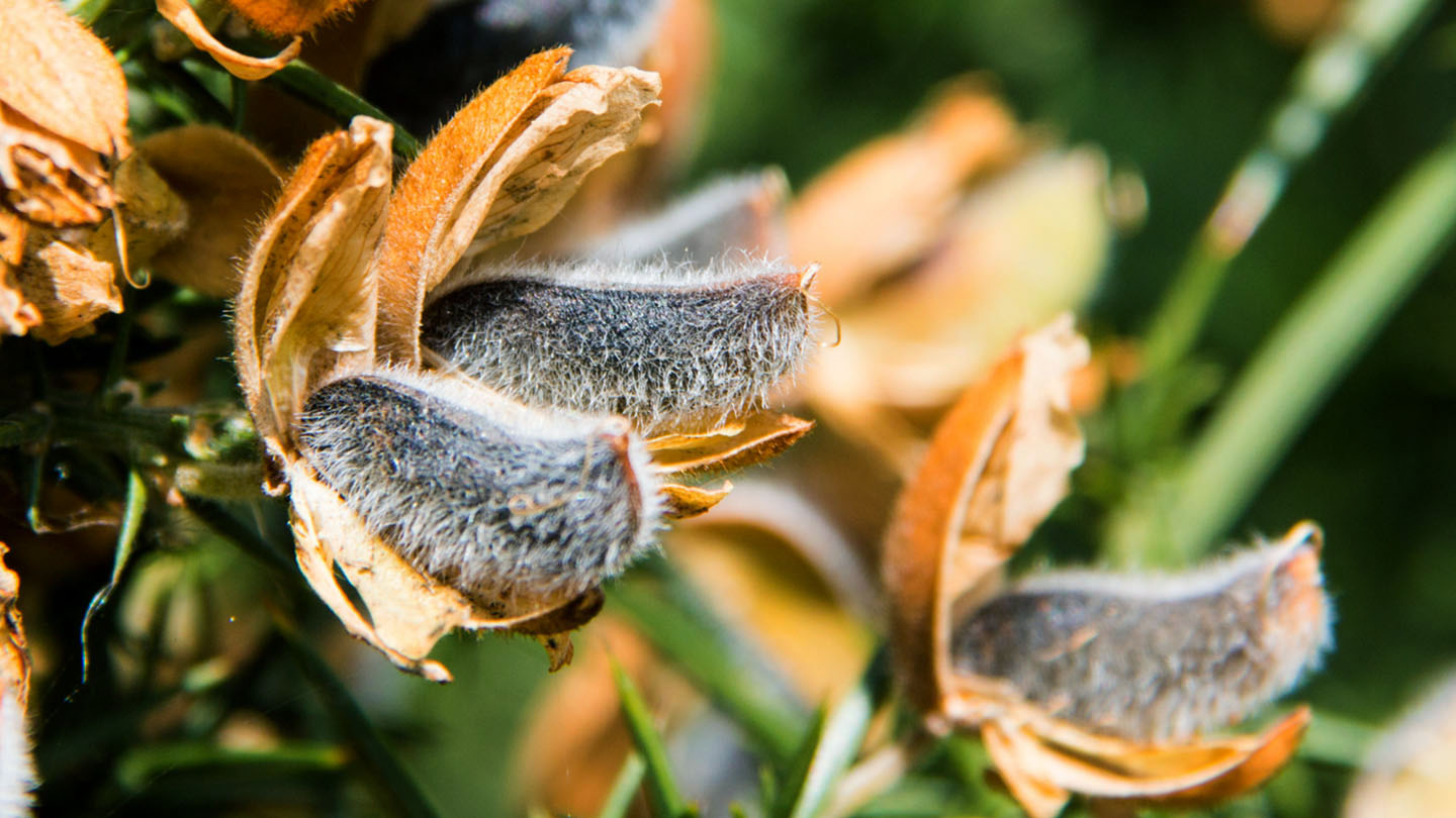 Gorse (Ulex europaeus) - British Wildflowers - Woodland Trust